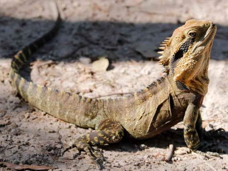Ιγκουάνα βγήκε μέσα από τη λεκάνη τουαλέτας - Το ανατριχιαστικό θέαμα (Vid) | Alfavita
