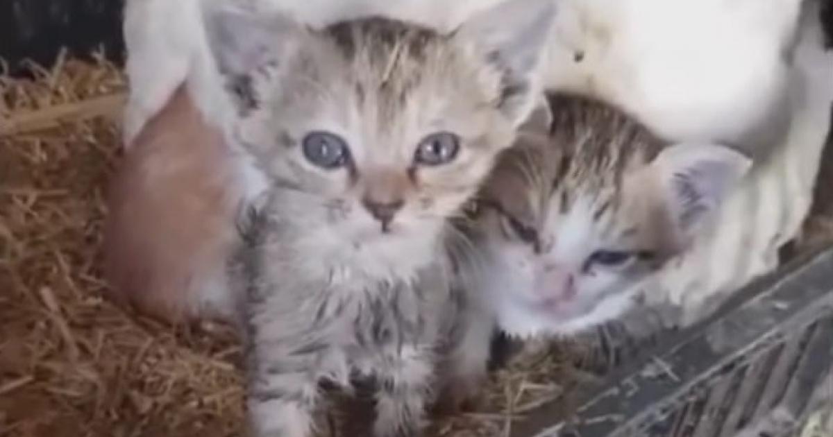 Viral η κότα που κλωσσάει μικρά γατάκια στην Κρήτη - Απίστευτες εικόνες ...