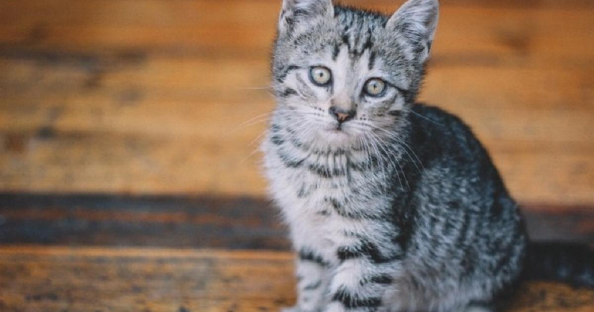 Γάτα: Τι σας λέει με τα μάτια της | Alfavita