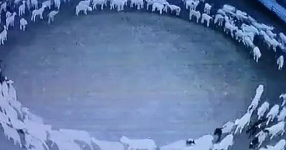 Λύθηκε το μυστήριο με τα πρόβατα που έκαναν κύκλους για 12 συνεχόμενες ...