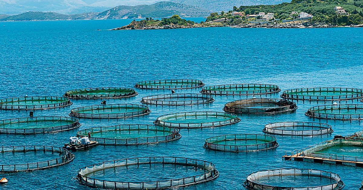 Πανεπιστήμιο Πελοποννήσου: Δημιουργία βάσης δεδομένων Αquaculture | Alfavita
