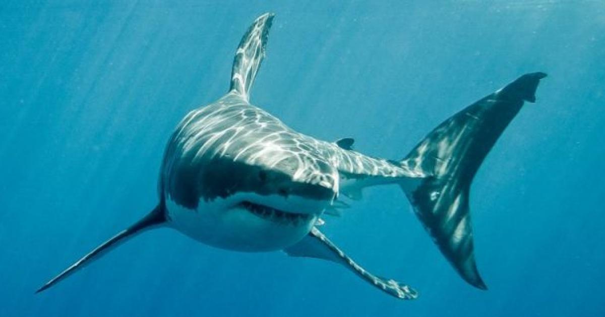 «Το πορτοφόλι της γοργόνας» - Δείτε πώς είναι το αυγό ταυροκέφαλου ...