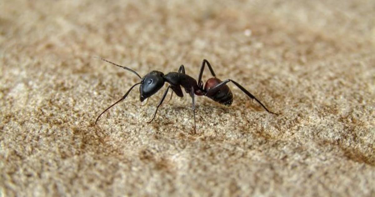 Μυρμήγκια στο σπίτι; 5 φυσικοί τρόποι να τους εξαφανίσετε | Alfavita