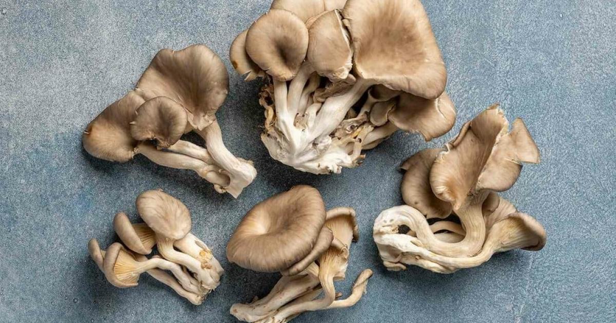 Ο σωστός τρόπος μαγειρέματος των μανιταριών για μέγιστη θρεπτική αξία ...