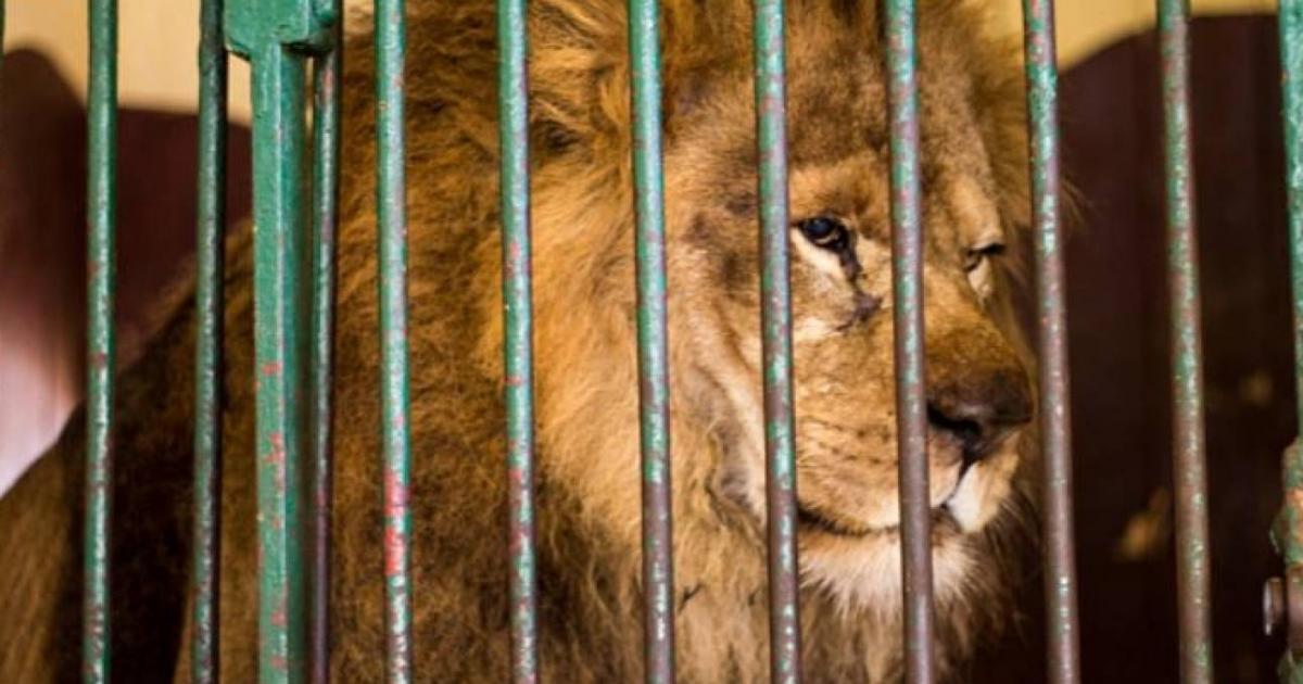 Γρίφος για μικρούς και μεγάλους: Τα 57 λιοντάρια και το πρόβατο | Alfavita