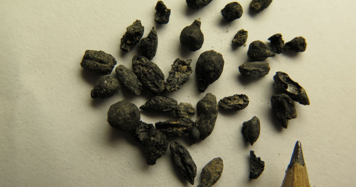 Βρήκαν αρχαίους σπόρους σταφυλιών που καλλιεργούνταν πριν 1.100 χρόνια | Alfavita