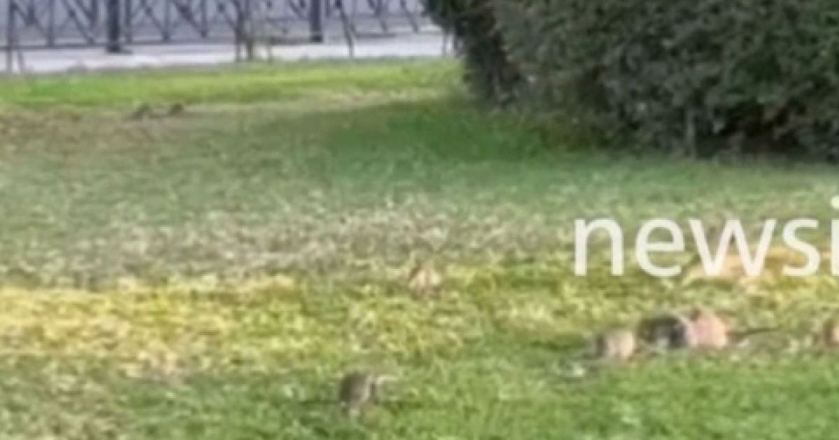 Απίστευτο βίντεο: Τεράστιοι αρουραίοι βολτάρουν στο πάρκο της Εθνικής ...