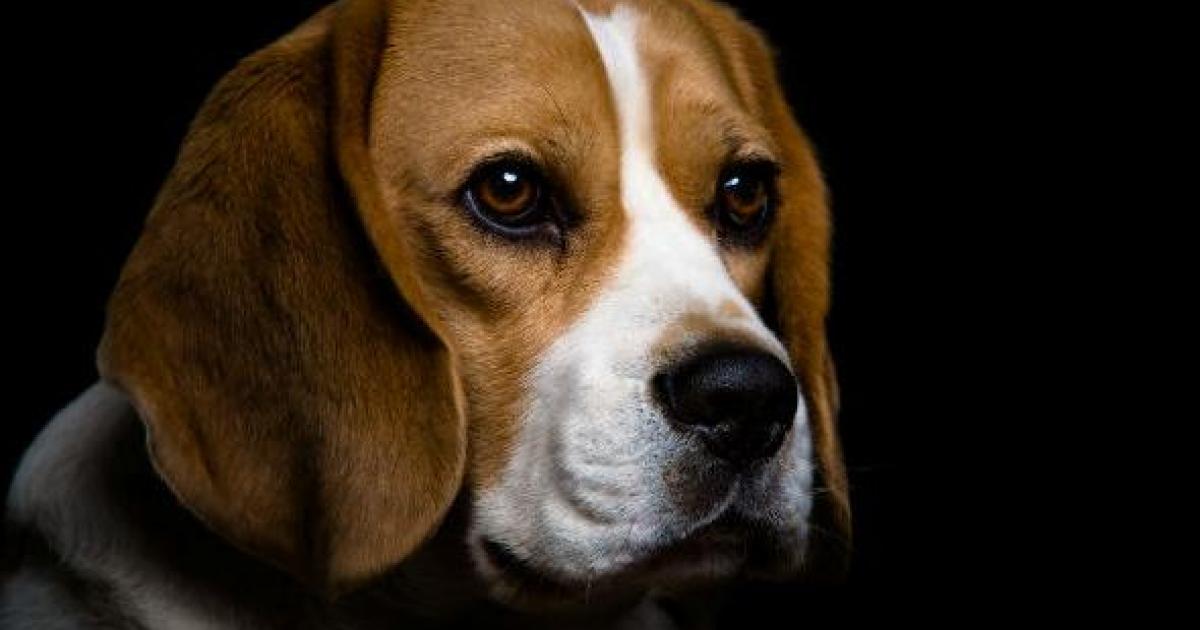Εκπαιδεύστε τον σκύλο σας να ακούει στο όνομά του | Alfavita