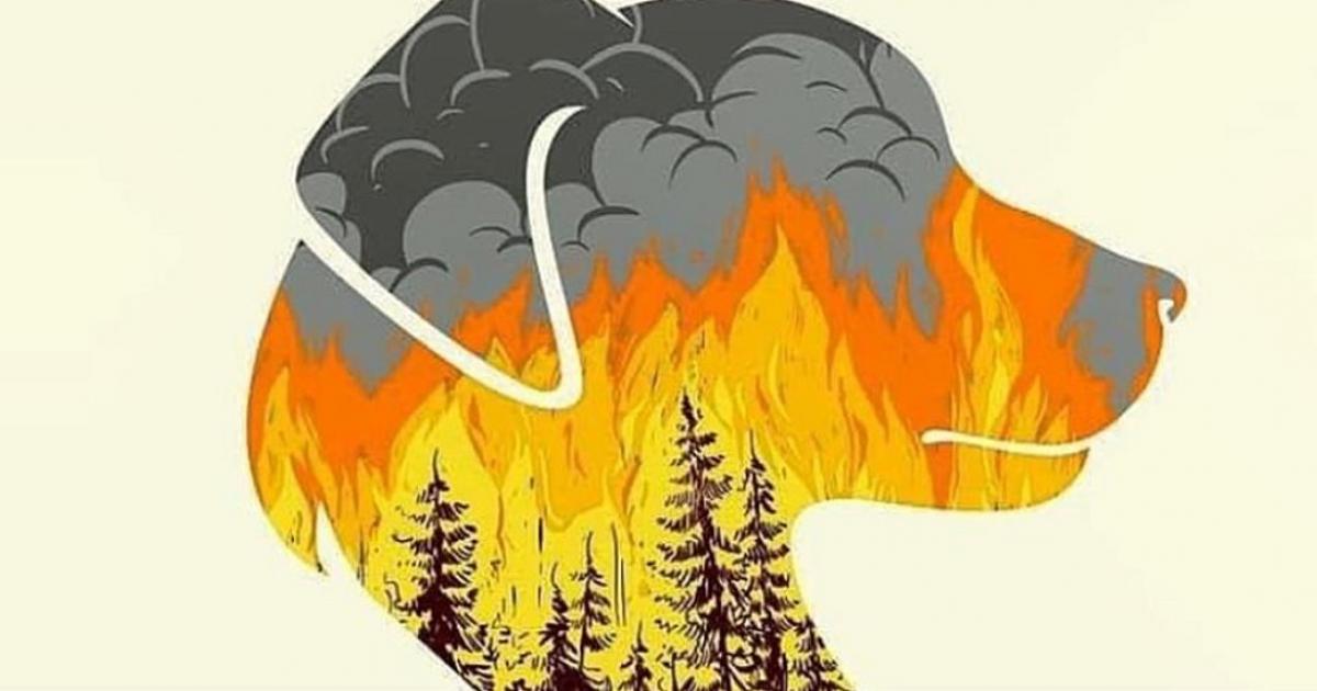 Πυρκαγιά Λαγονήσι: Διατάχθηκε έρευνα για τον μαρτυρικό θάνατο ζώων σε καταφύγιο | Alfavita