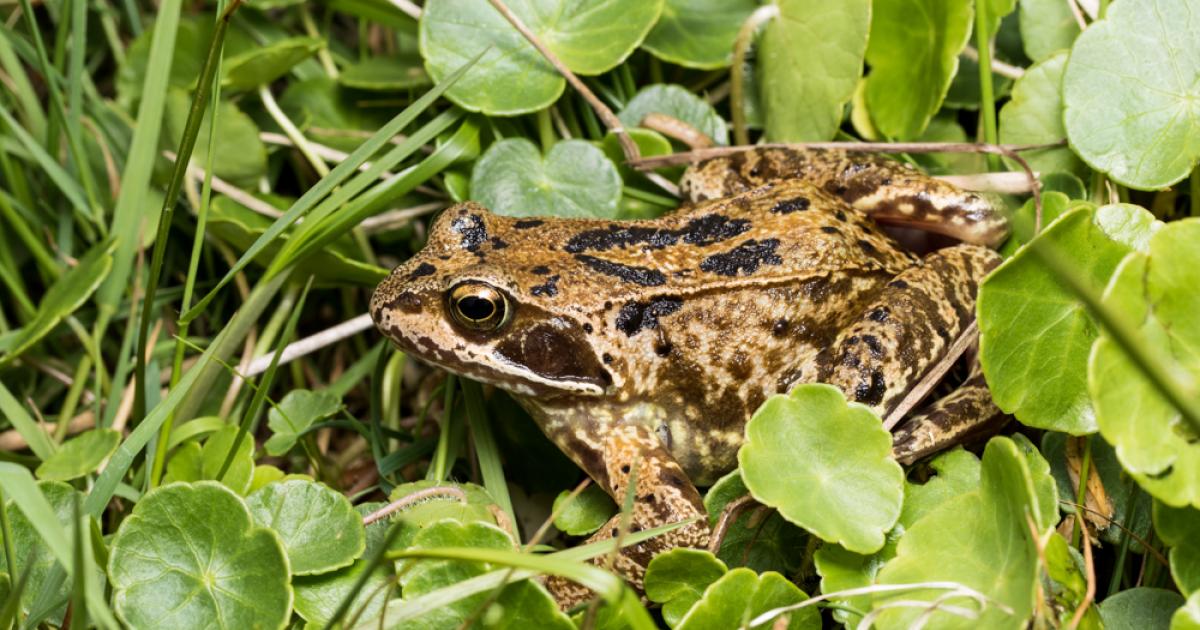 Τα θηλυκά βατράχια προσποιούνται τον θάνατό τους για να ξεφύγουν από τα αρσενικά | Alfavita