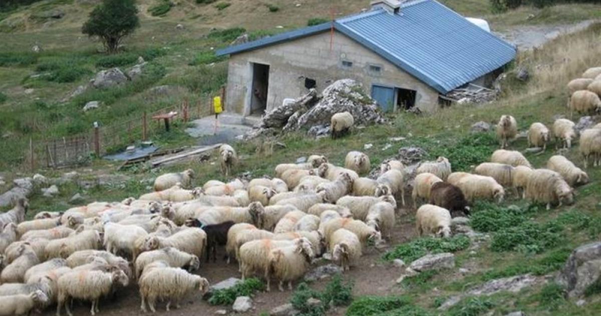 Λέσβος: Εντοπίστηκε κρούσμα ευλογιάς των προβάτων | Alfavita