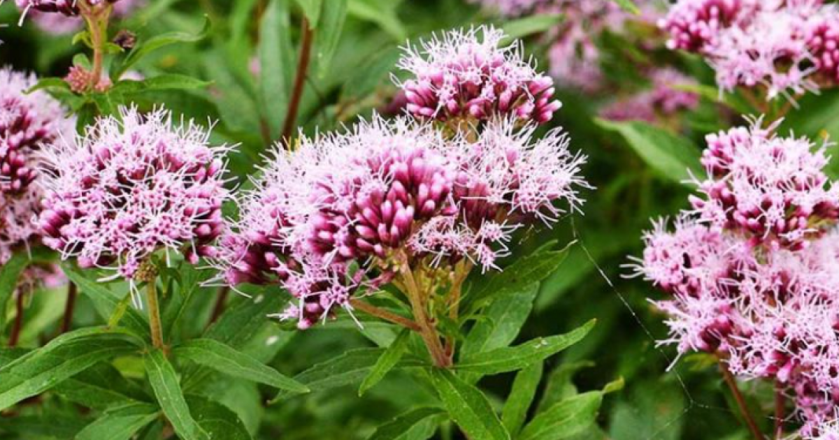 Βαλεριάνα: Σωστή χρήση και οι πιθανές παρενέργειες και προφυλάξεις ...