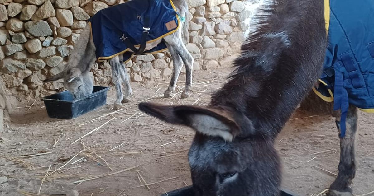 Η Μαρούκα και ο Άρης: Τα γαϊδουράκια της Λέσβου που χωρίστηκαν από τον θάνατο | Alfavita