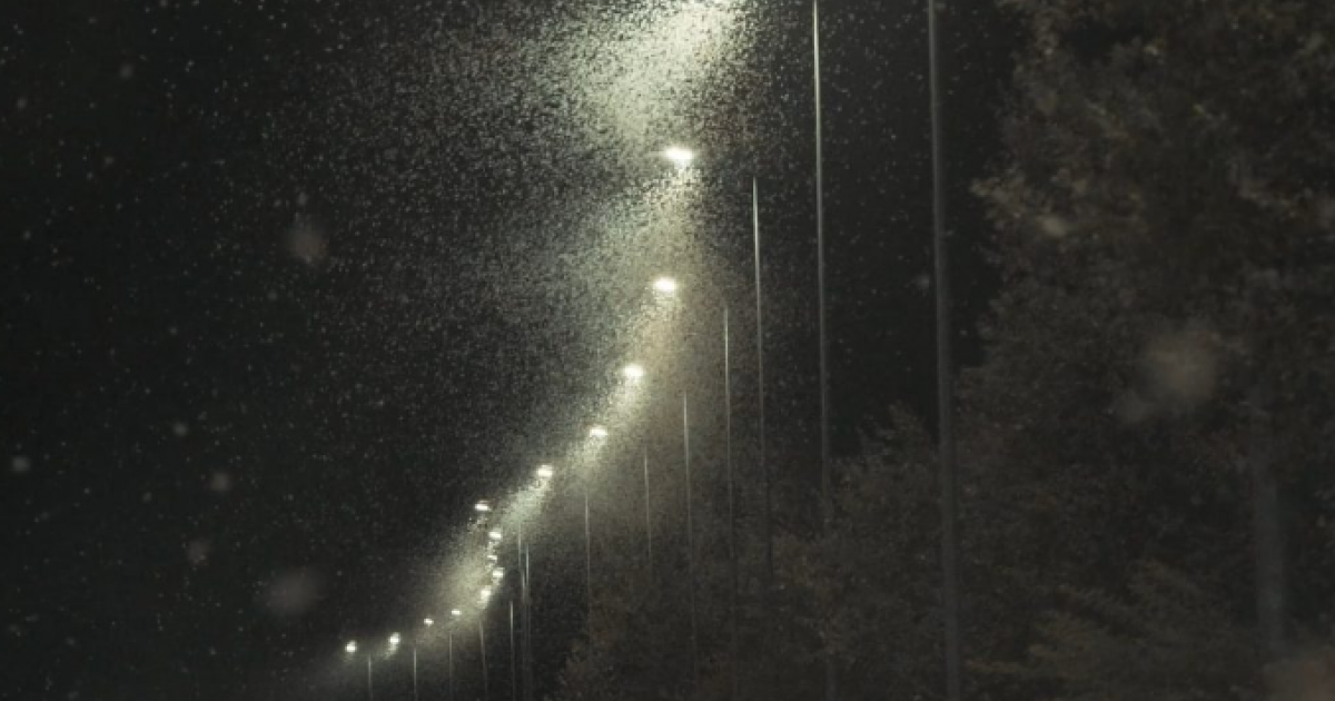 Τρομακτικές εικόνες στη Λάρισα: Εκατομμύρια έντομα «έκλεισαν» τον δρόμο (Pic/Vid) | Alfavita