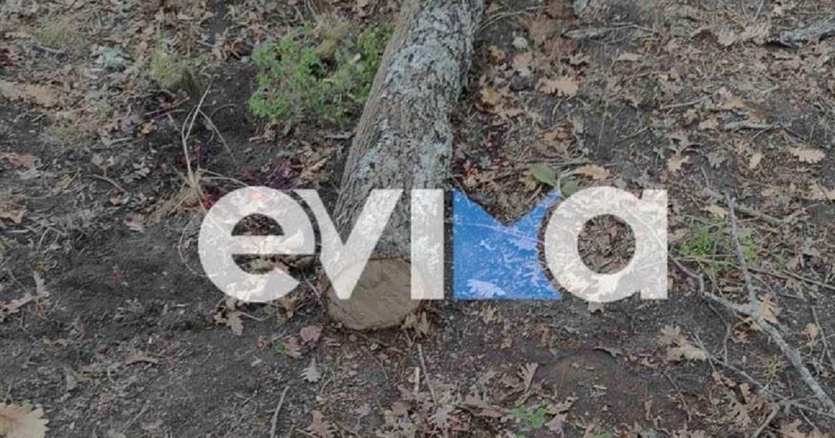 Τραγωδία στην Εύβοια: Νεκρός εργάτης - Τον καταπλάκωσε δέντρο | Alfavita