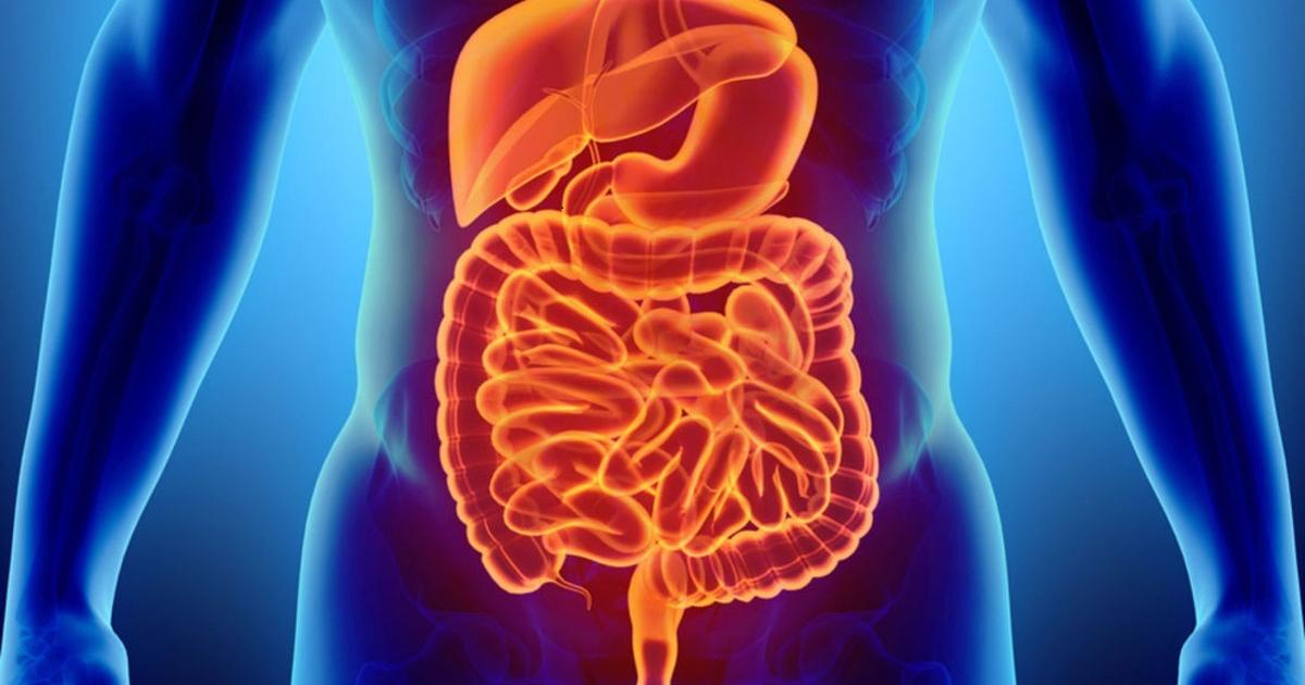 Έντερο: Είναι ο δεύτερος εγκέφαλος; | Alfavita
