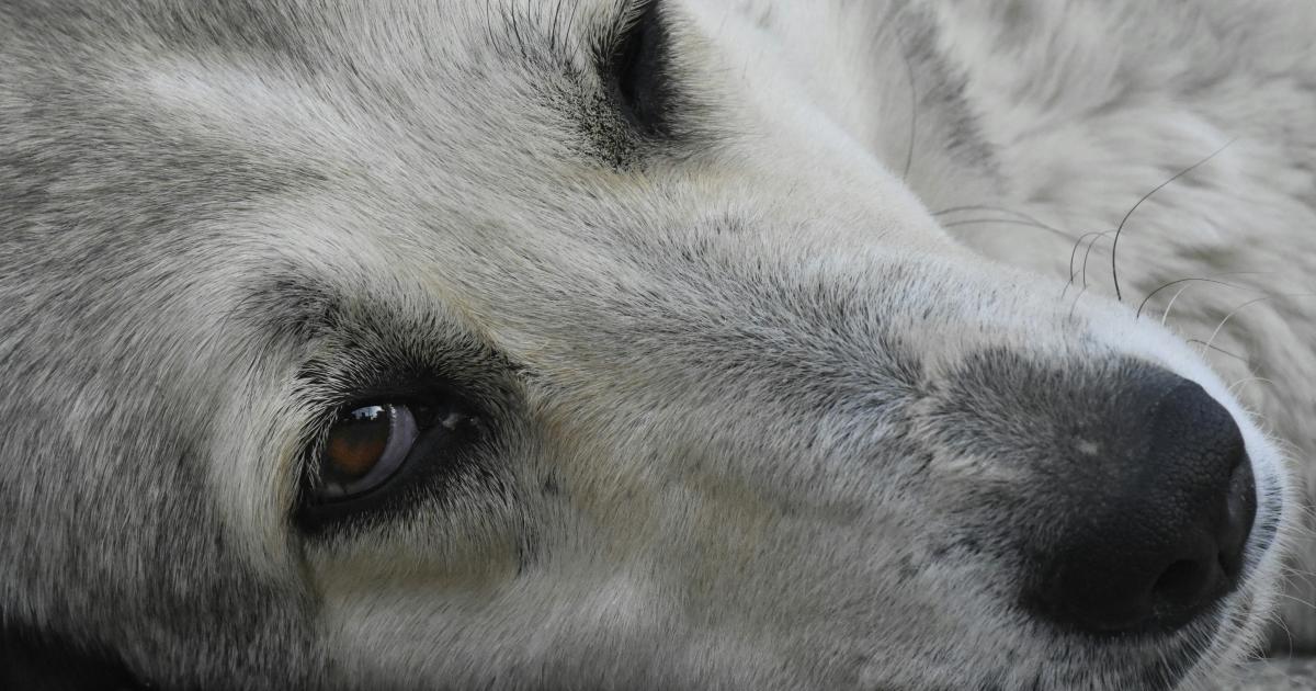 Φρίκη στη Θεσπρωτία: Έκοψαν το πόδι σκύλου με τσεκούρι επειδή «έφαγε κότα» | Alfavita