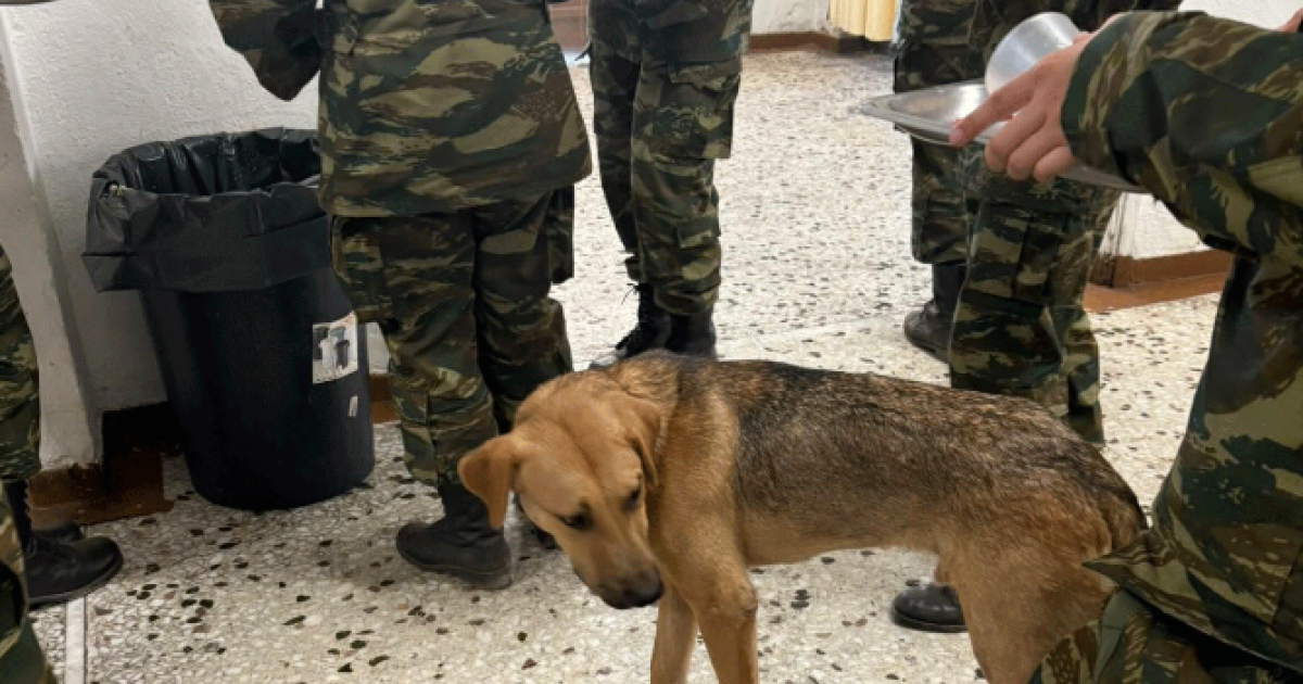 Καταγγελία-σοκ για παθητική κακοποίηση 17 σκύλων στο ΚΕΤΘ Αυλώνα | Alfavita