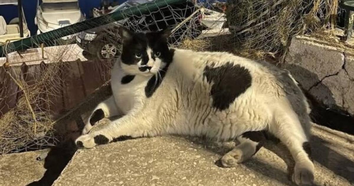 Chonkus Maximus: Ο διάσημος γάτος που έγινε τουριστικό αξιοθέατο | Alfavita