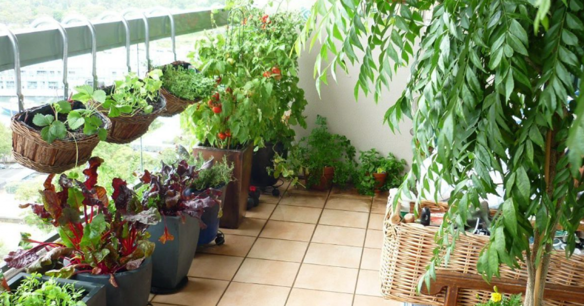 Αυτό είναι το υγρό που πετάς και όμως κάνει θαύματα στα φυτά – Ο κήπος ...