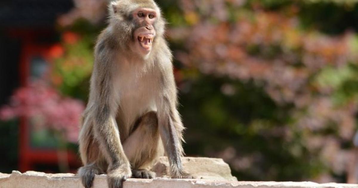 Ο κανιβαλισμός στο ζωικό βασίλειο: Η λίστα με 12 ζώα «κανίβαλους ...