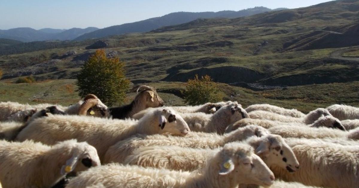 Στους μετανάστες στηρίζεται η μετακινούμενη κτηνοτροφία στη Θεσσαλία ...