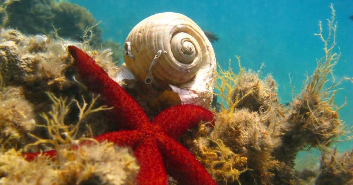 ΑΠΘ: Τα Θαλάσσια Οικοσυστήματα αλλάζουν - Συμπόσιο για τη Θαλάσσια ...