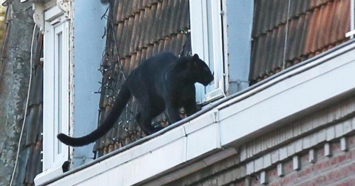 Γαλλία: Μαύρος πάνθηρας έκανε βόλτες σε στέγες σπιτιών | Alfavita
