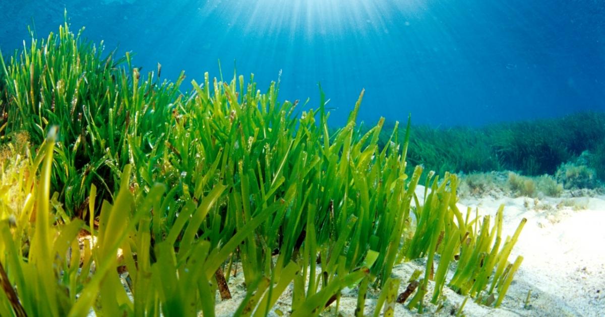 Λιβάδια Ποσειδωνίας: Ένα μοναδικό χαρακτηριστικό της Μεσογείου με ...