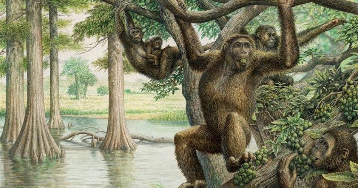 Εντυπωσιακή ανακάλυψη: Πίθηκοι διέσχισαν τον Ατλαντικό πριν 34 εκ ...