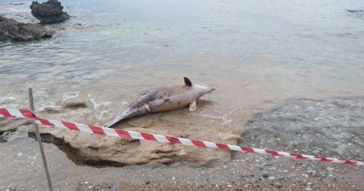 Άνδρος: Νεκρό δελφίνι στην παραλία Ατένι | Alfavita