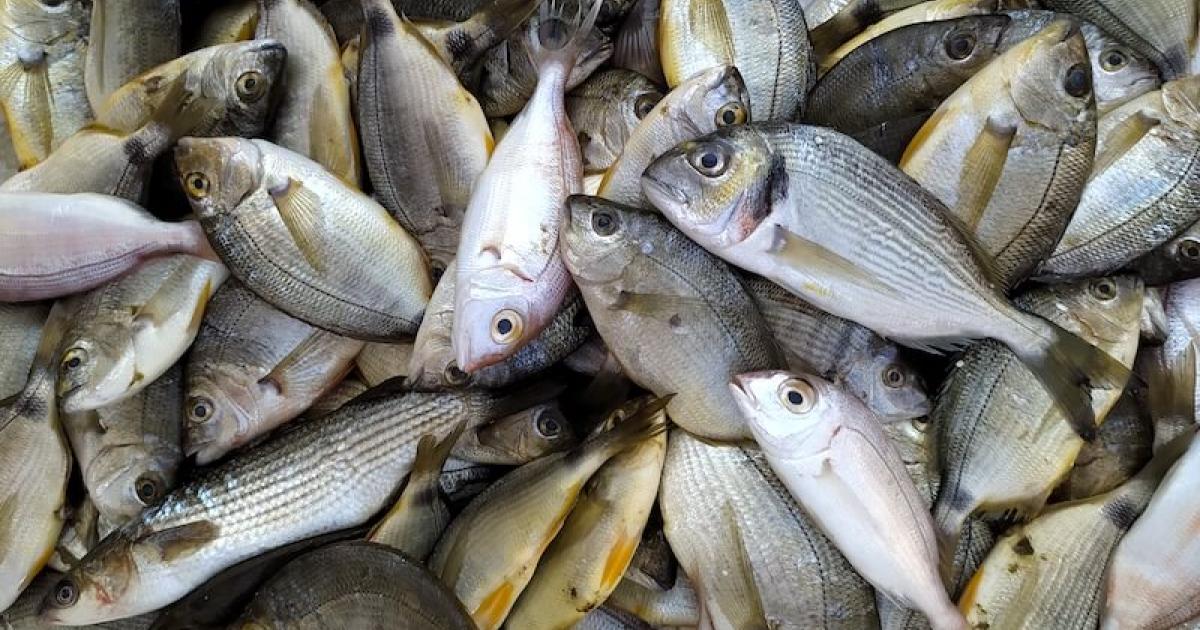 Τα ψάρια και οι εποχές τους | Alfavita