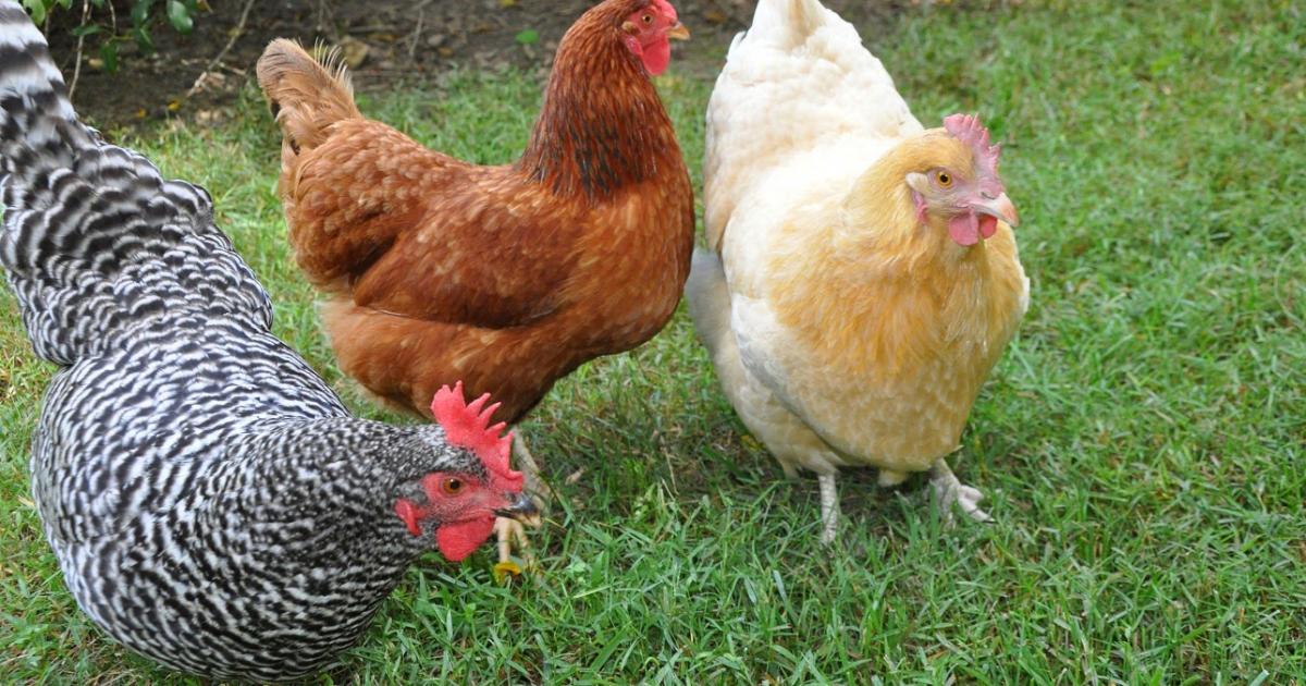Εν τέλει η κότα έκανε το αυγό ή το αυγό την κότα; | Alfavita