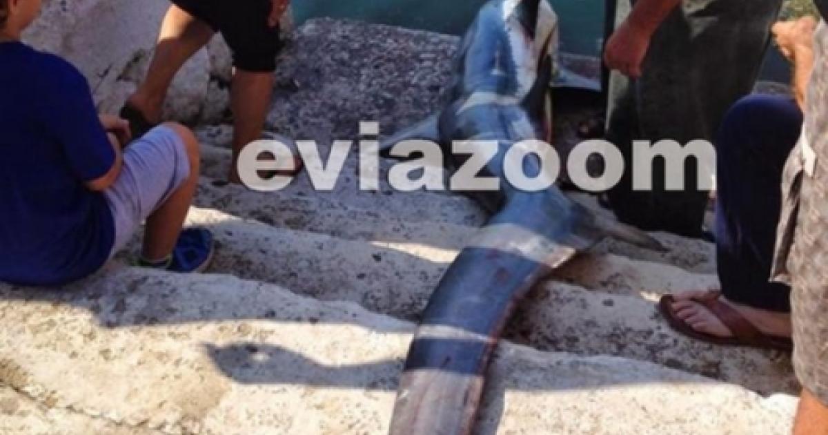 Ψάρεψαν σκυλόψαρο 3,5 μέτρων στο Αλιβέρι | Alfavita